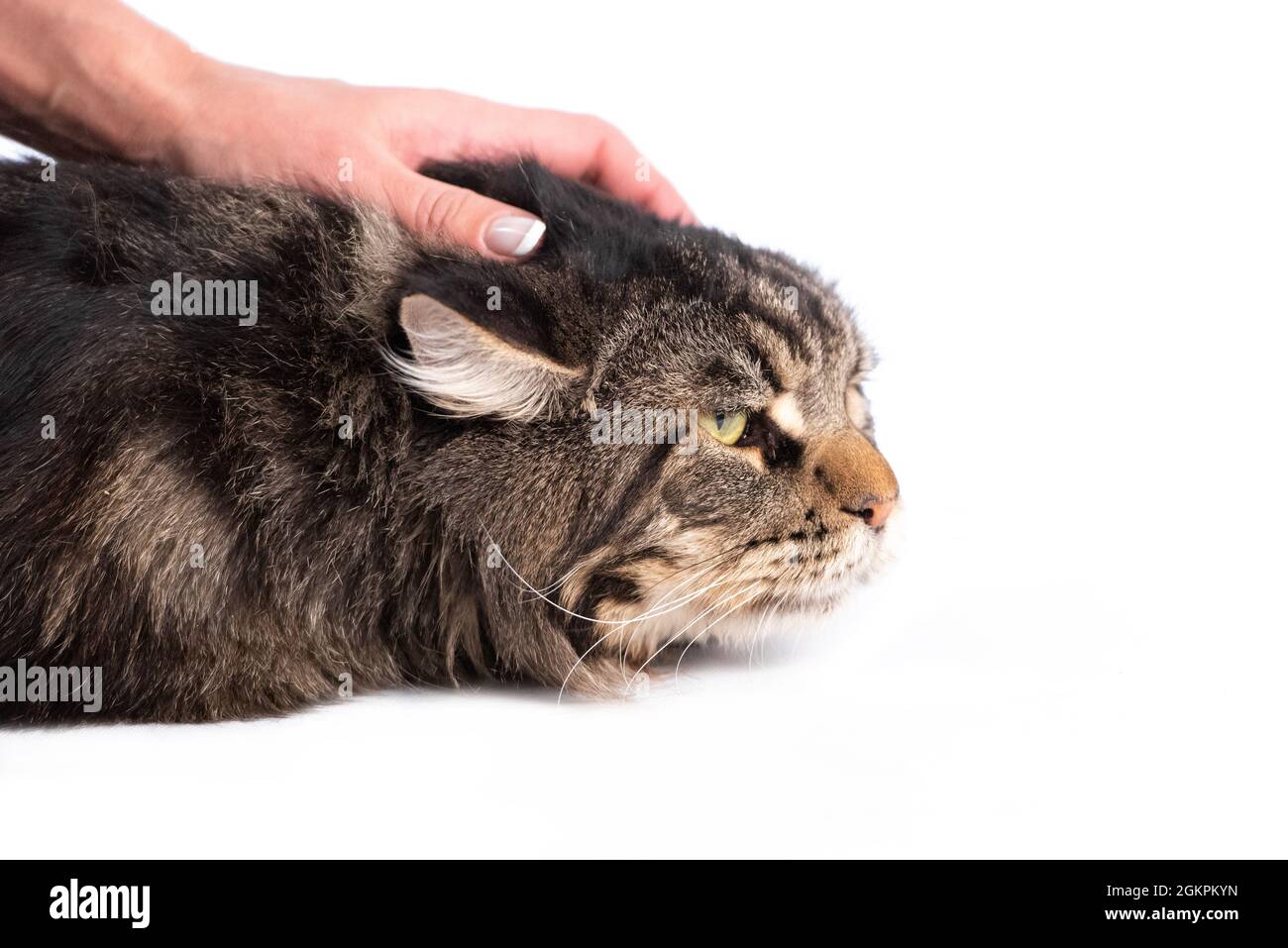hand stroking cat's head isolated Stock Photo - Alamy