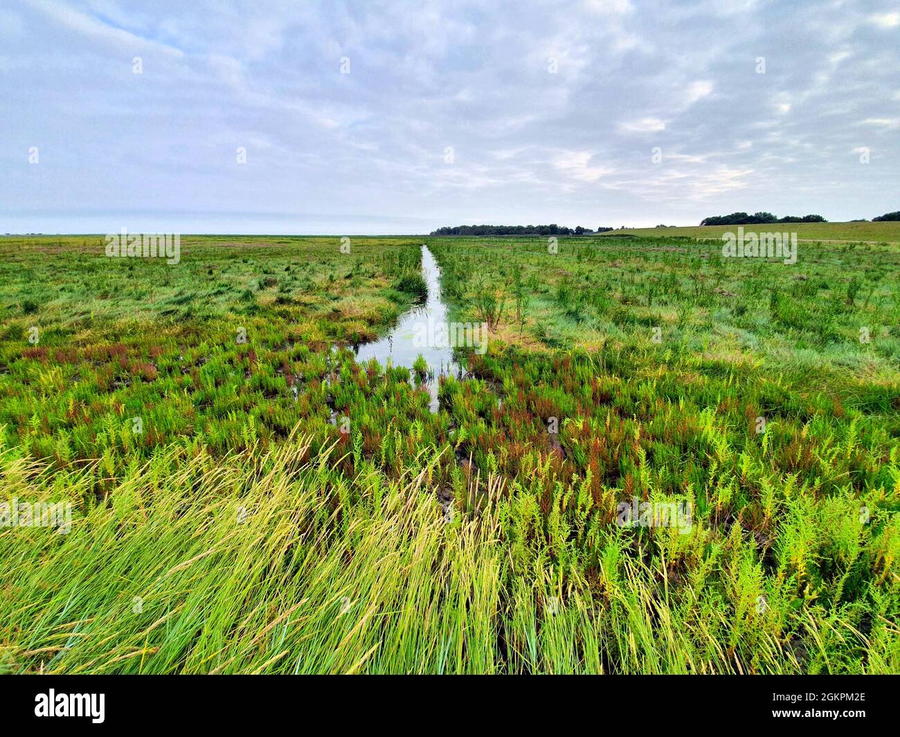 View of the marsh with green vegetation Stock Photo - Alamy