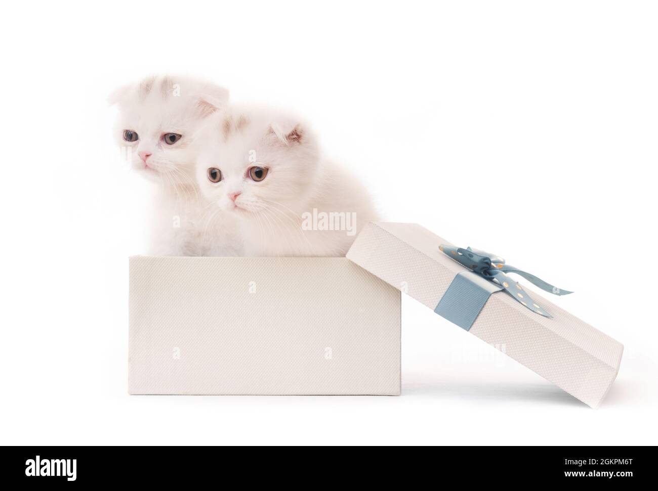 Kittens box isolated hi-res stock photography and images - Alamy