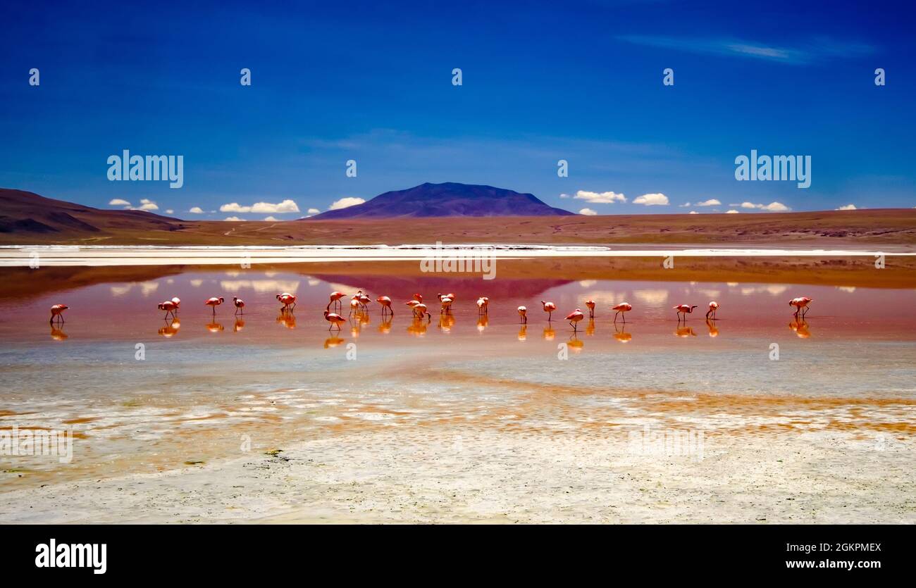 Panoramic scenery of lagoon with pink flamingos Stock Photo - Alamy