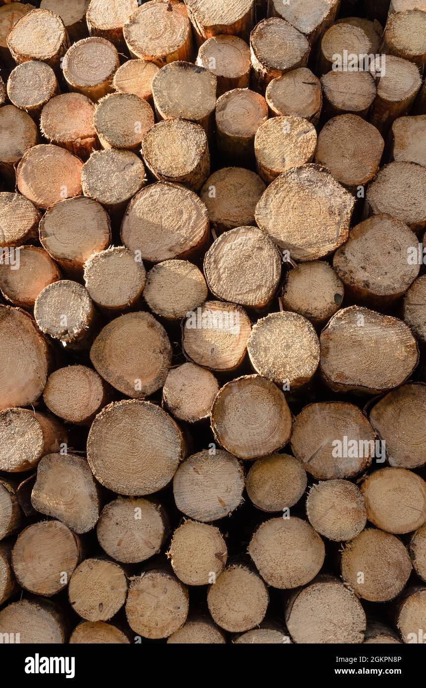 Stack of felled trees with visible cross-section and growth rings at a ...