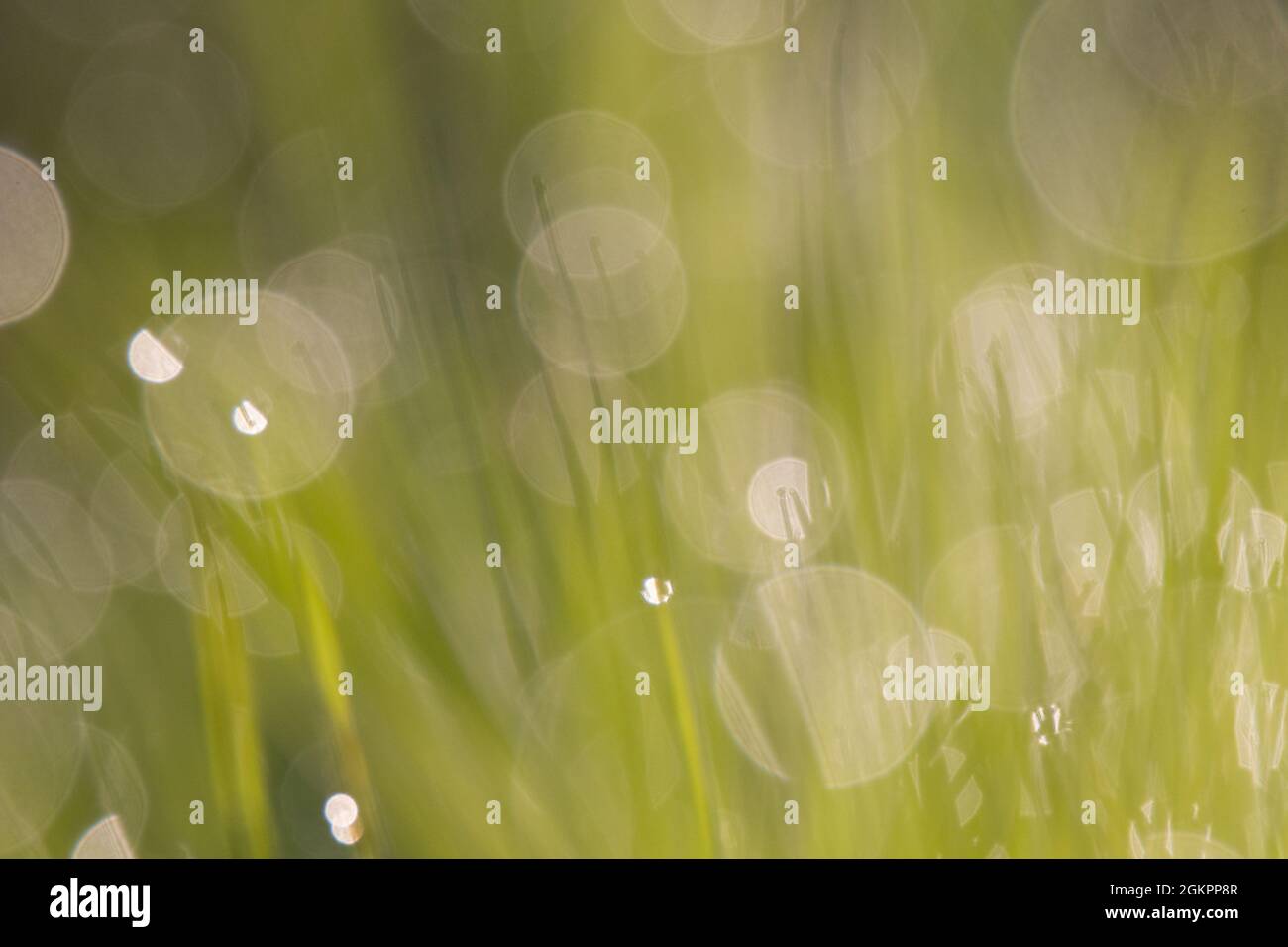 Meadow soft grass hi-res stock photography and images - Alamy