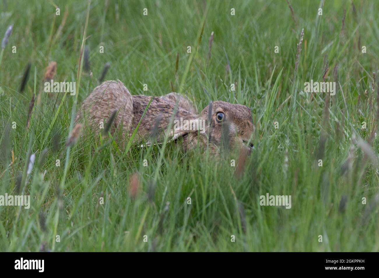 Hairy Hare High Resolution Stock Photography and Images - Alamy