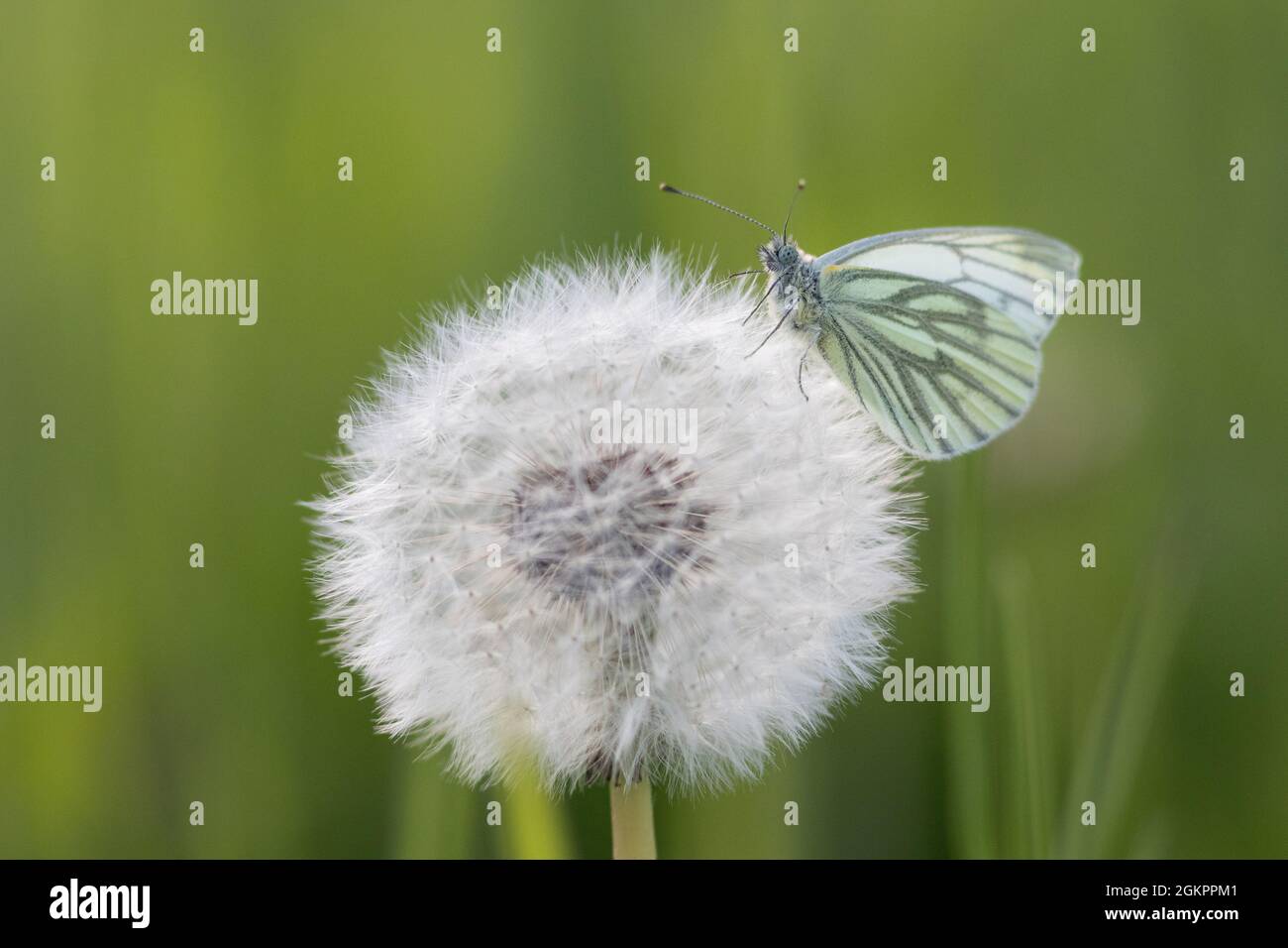 Dark green veins hi-res stock photography and images - Alamy