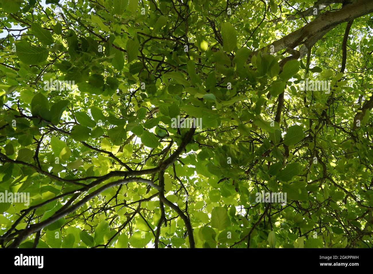 beautiful green tree branches against the blue sky on sunny spring day ...