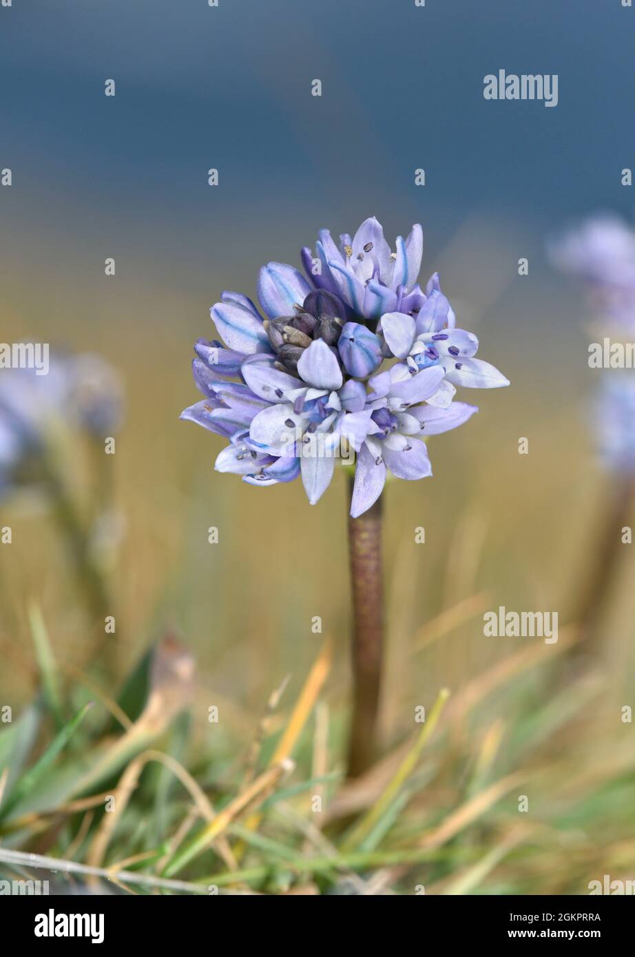 Spring Squill - Scilla verna Stock Photo - Alamy