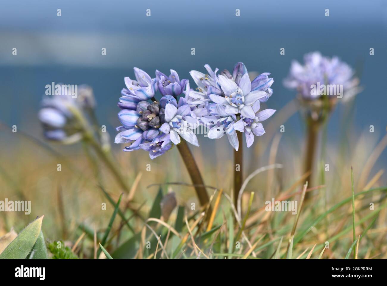 Spring Squill High Resolution Stock Photography and Images - Alamy