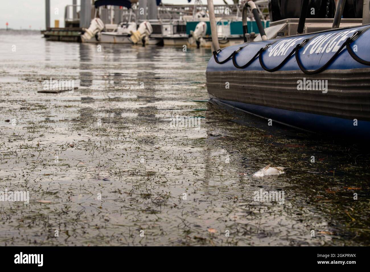 Red tide algae bloom florida hi-res stock photography and images - Alamy