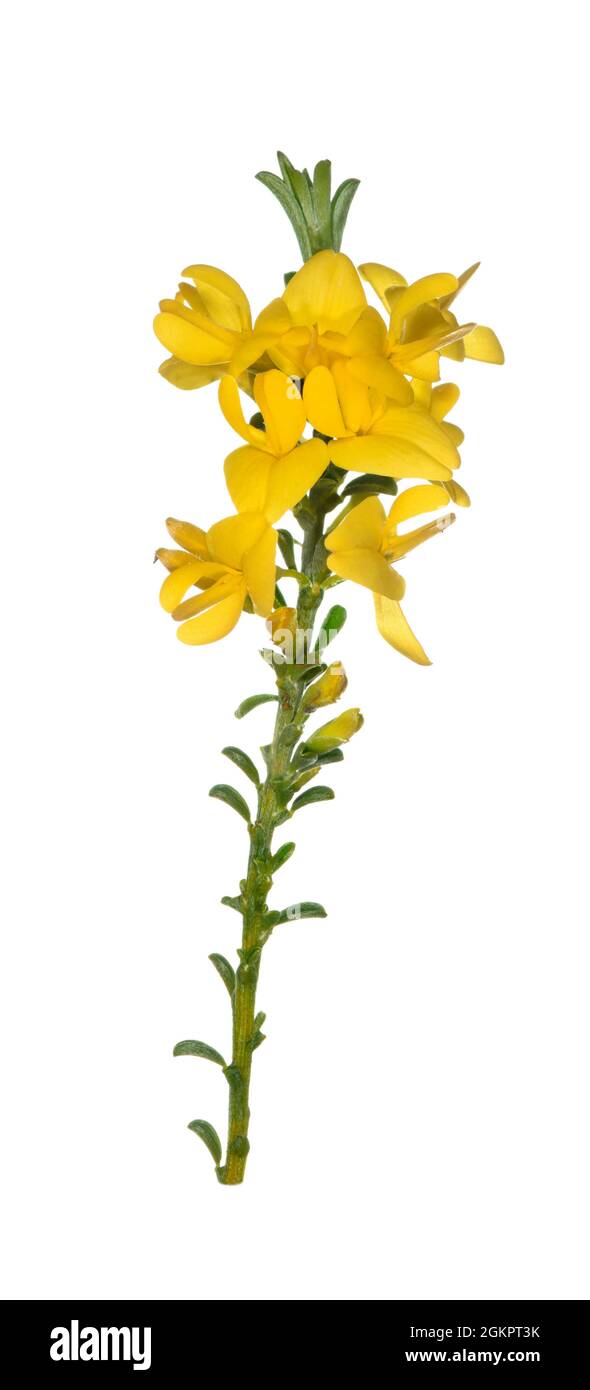 Genista plant Cut Out Stock Images & Pictures - Alamy
