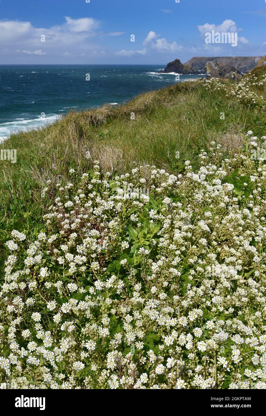 Sea scurvy hi-res stock photography and images - Alamy