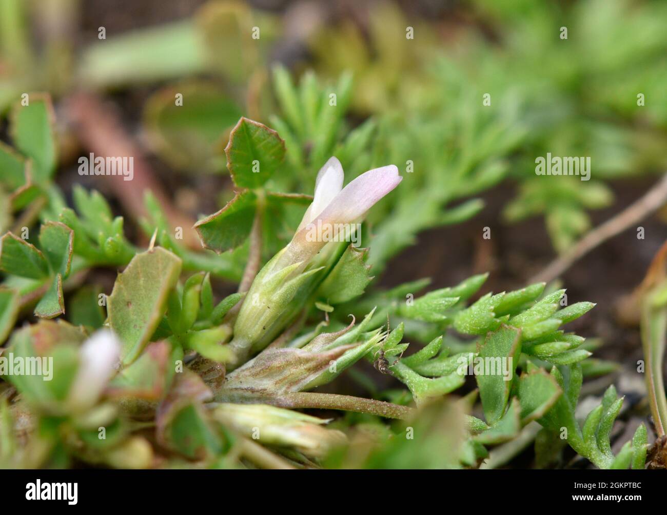Bird's-foot Clover - Trifolium ornithopodioides Stock Photo - Alamy