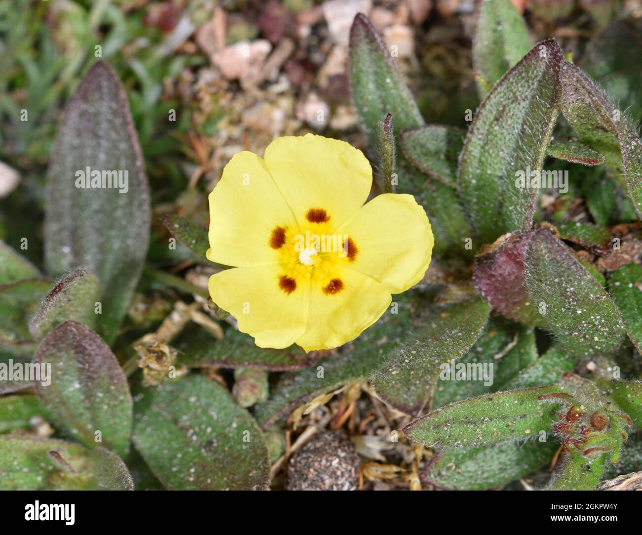 Spotted Rock-rose - Tuberaria guttata Stock Photo - Alamy