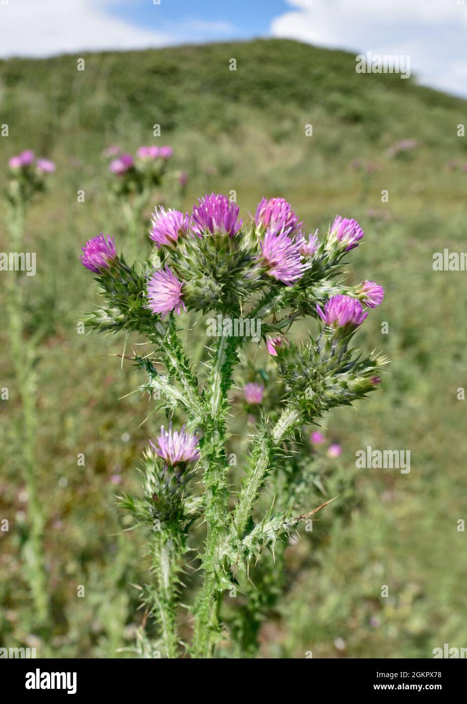 Slender Thistle - Carduus tenuiflorus Stock Photo - Alamy