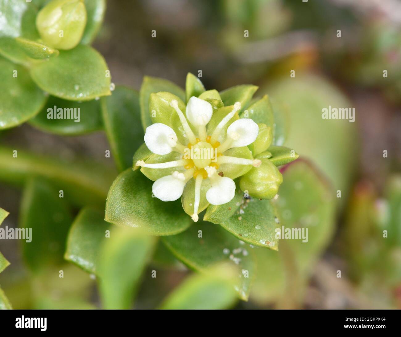 Sea sandwort hi-res stock photography and images - Alamy
