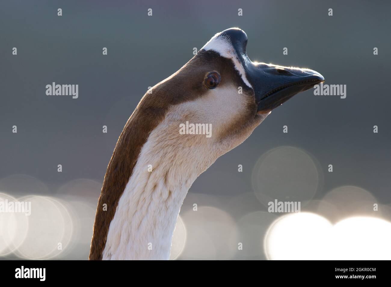 Chinese goose anser cygnoides f domestica hi-res stock photography and ...