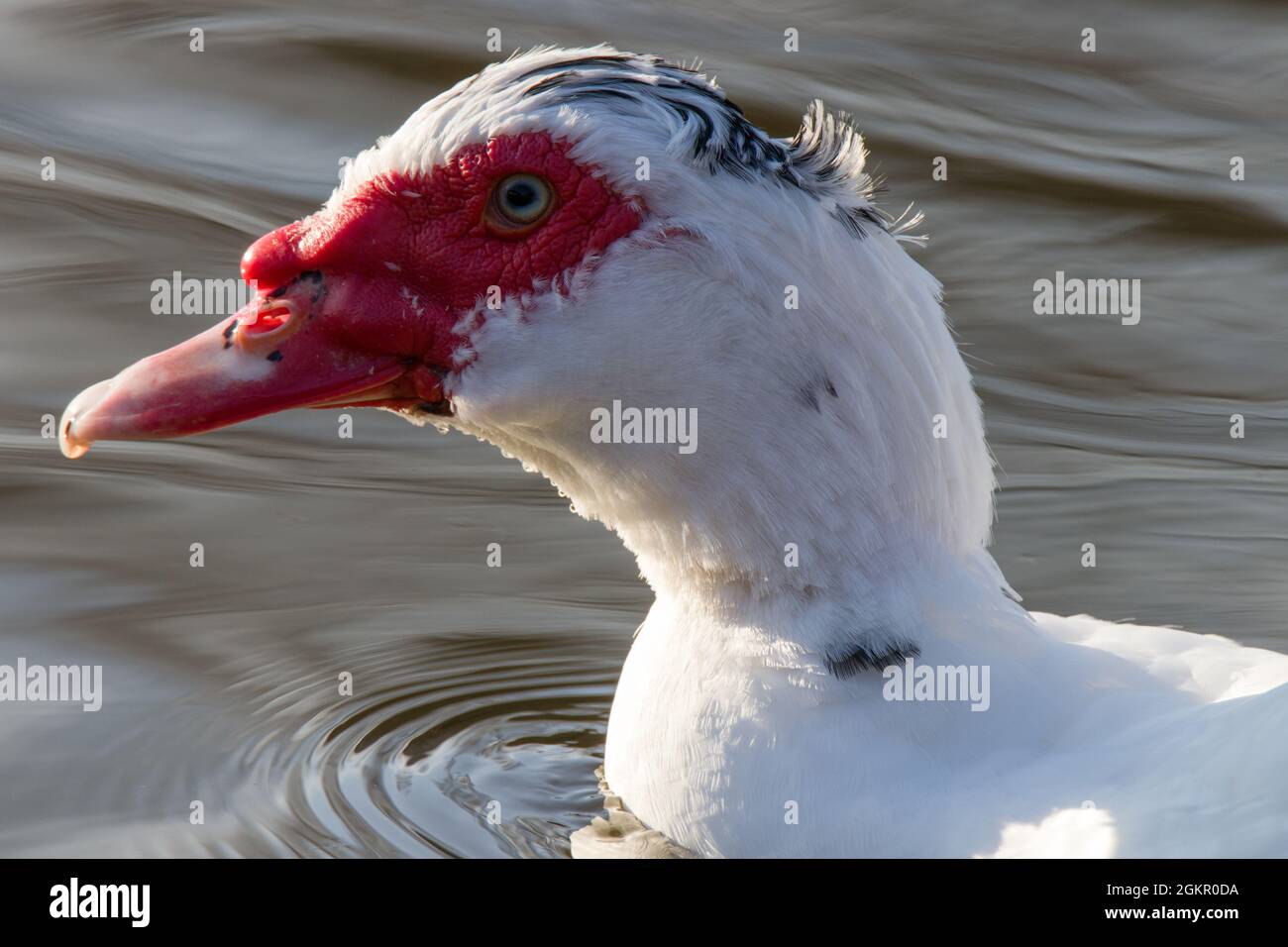 Close up of a Muscovy duck Stock Photo - Alamy