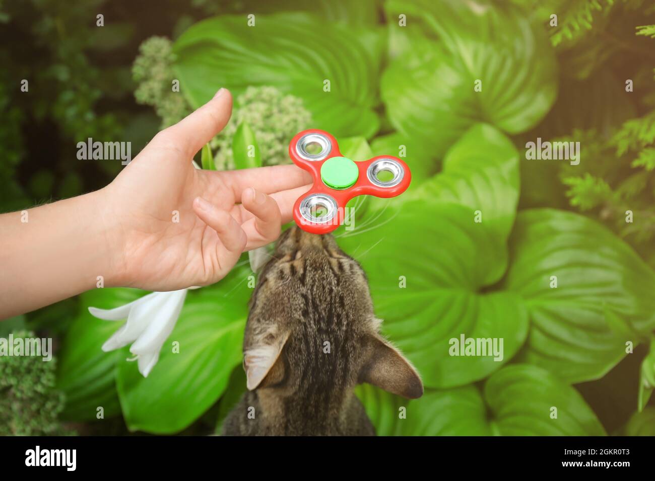 Woman rolling spinner and playing with cat outdoors Stock Photo - Alamy