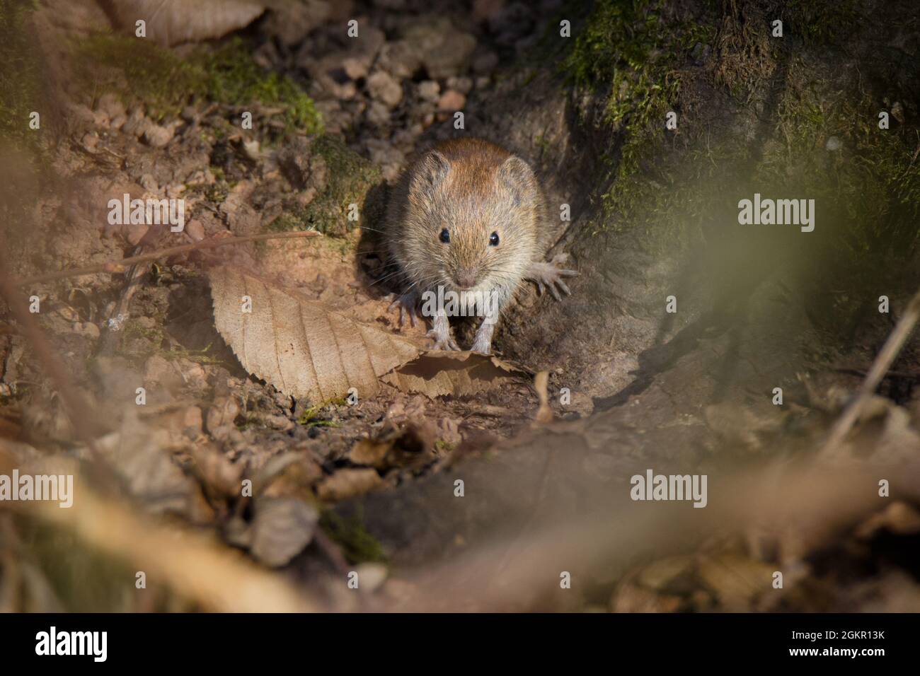 Common field mouse hi-res stock photography and images - Alamy