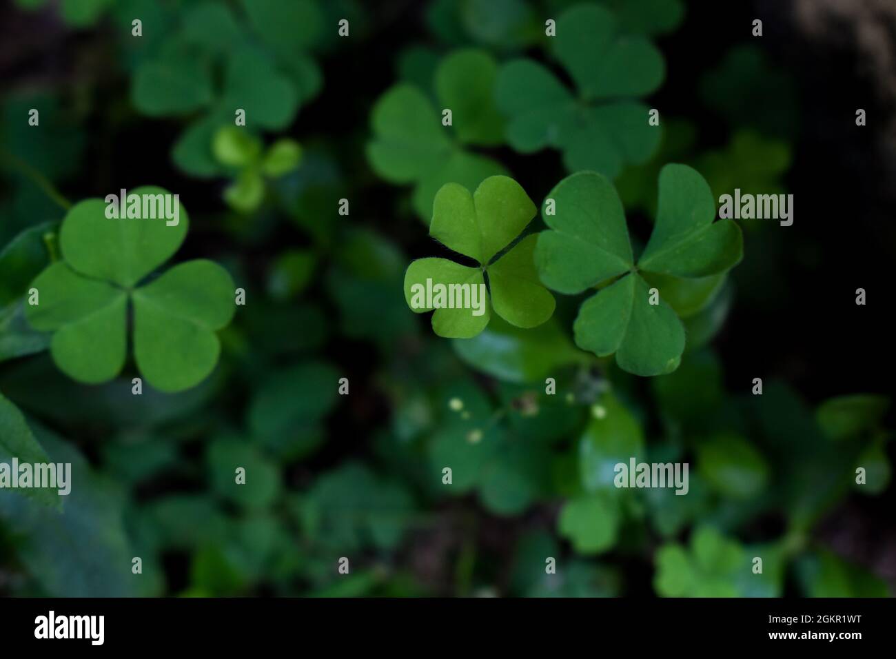 Three heart shaped leaves hi-res stock photography and images - Alamy