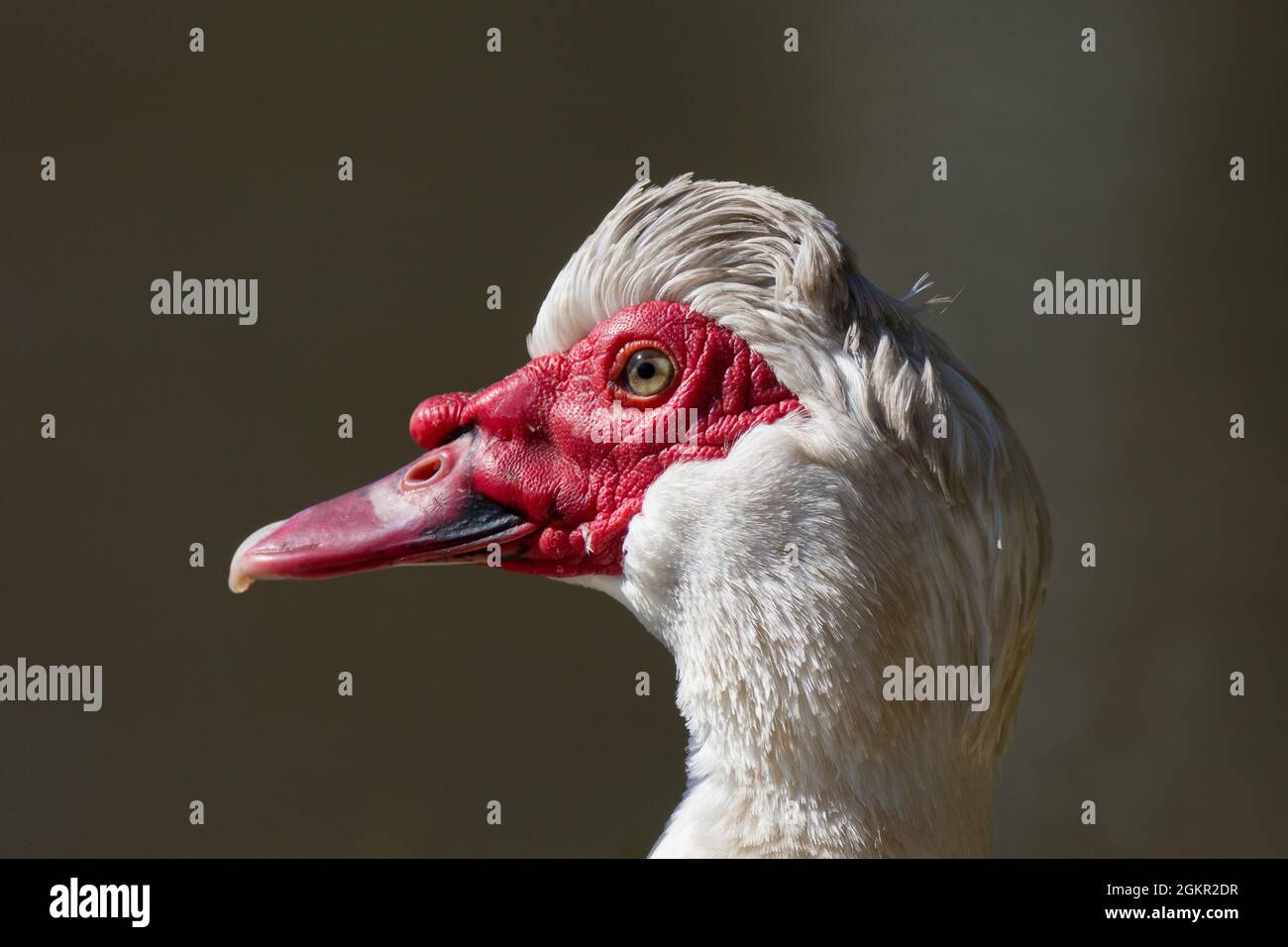 Ugly chicken hi-res stock photography and images - Alamy
