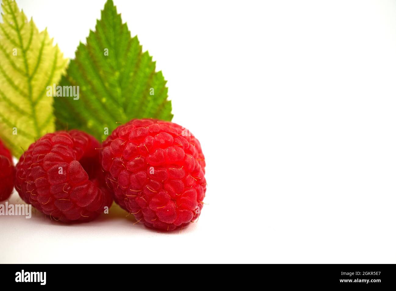 Red ripe raspberry fruits and different shades of green leaves isolated ...