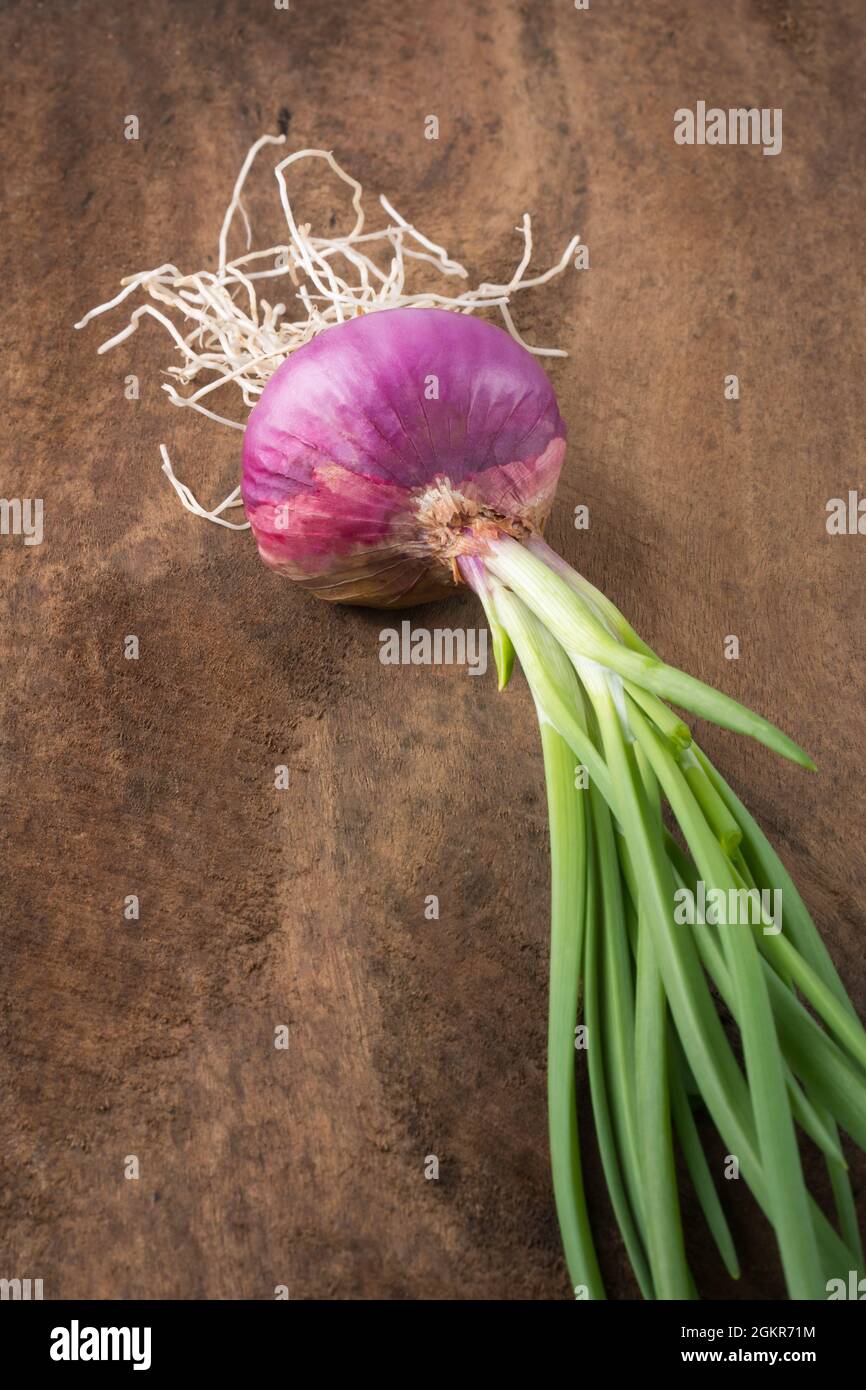 red onion bulb with green leaves and roots, homegrown organic vegetable ...