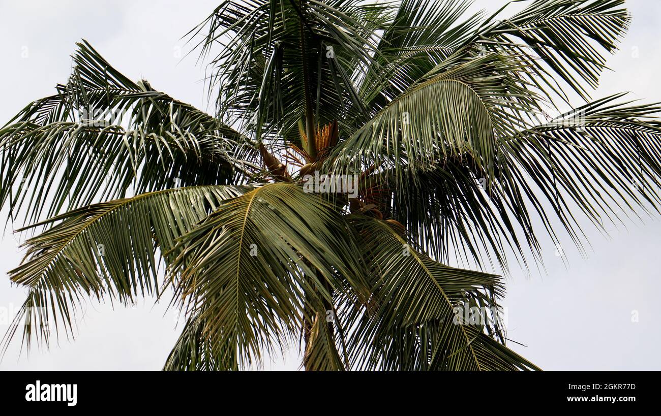 Coconut tree The tall palm tree that yields the coconut, and has become ...