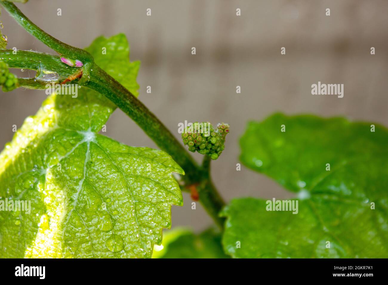 Close up on new leaf and fruit growth on a grape vine Stock Photo - Alamy