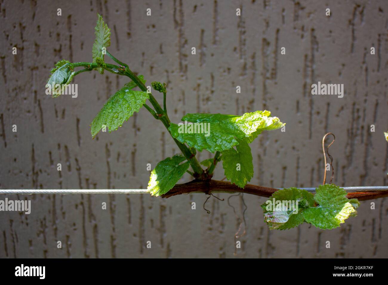 New leaves starting to grow on a grape vine in springtime Stock Photo ...