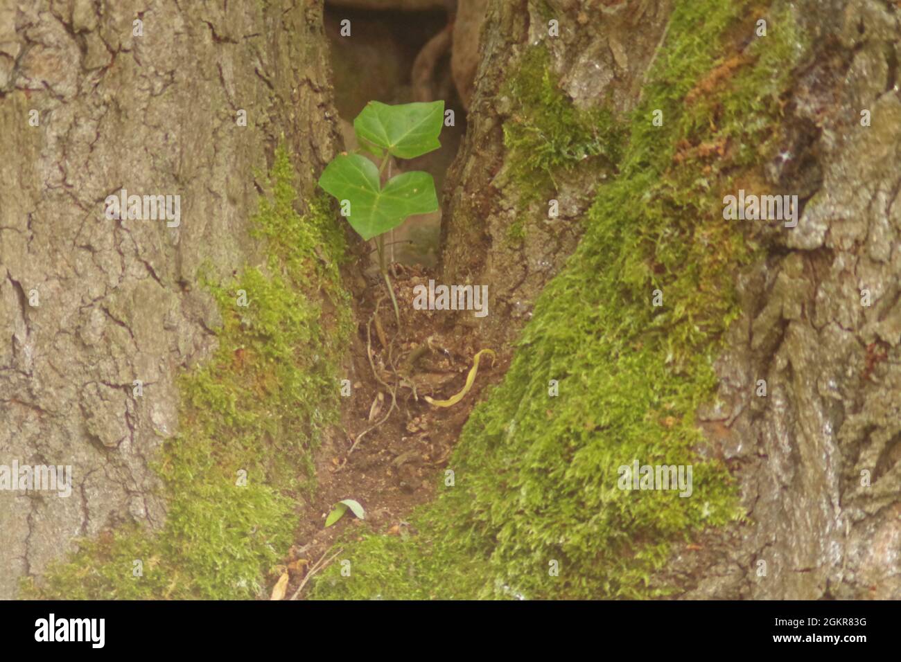 An ivy leaf on a dividing tree trunk Stock Photo - Alamy