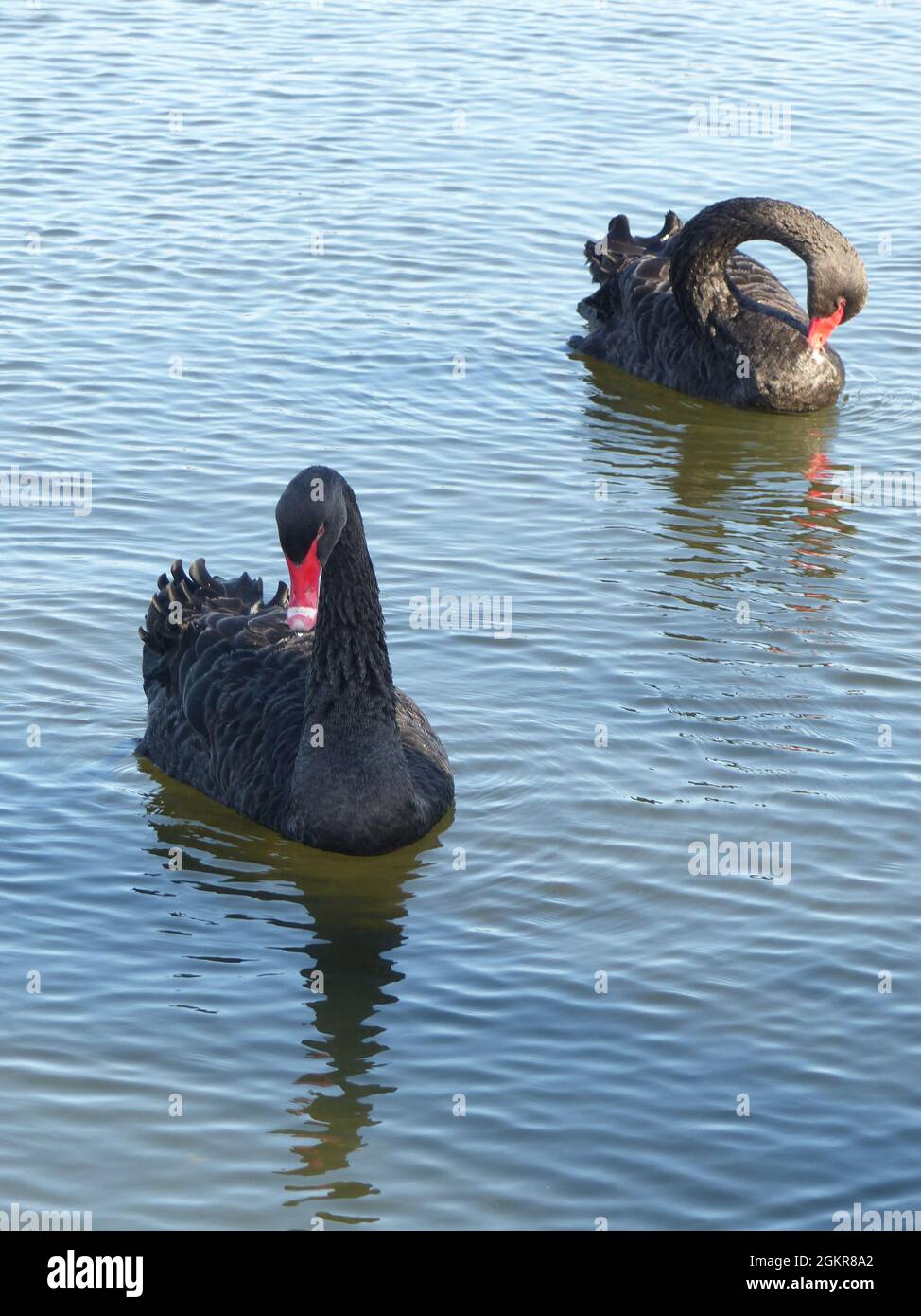 Swan motif hi-res stock photography and images - Alamy