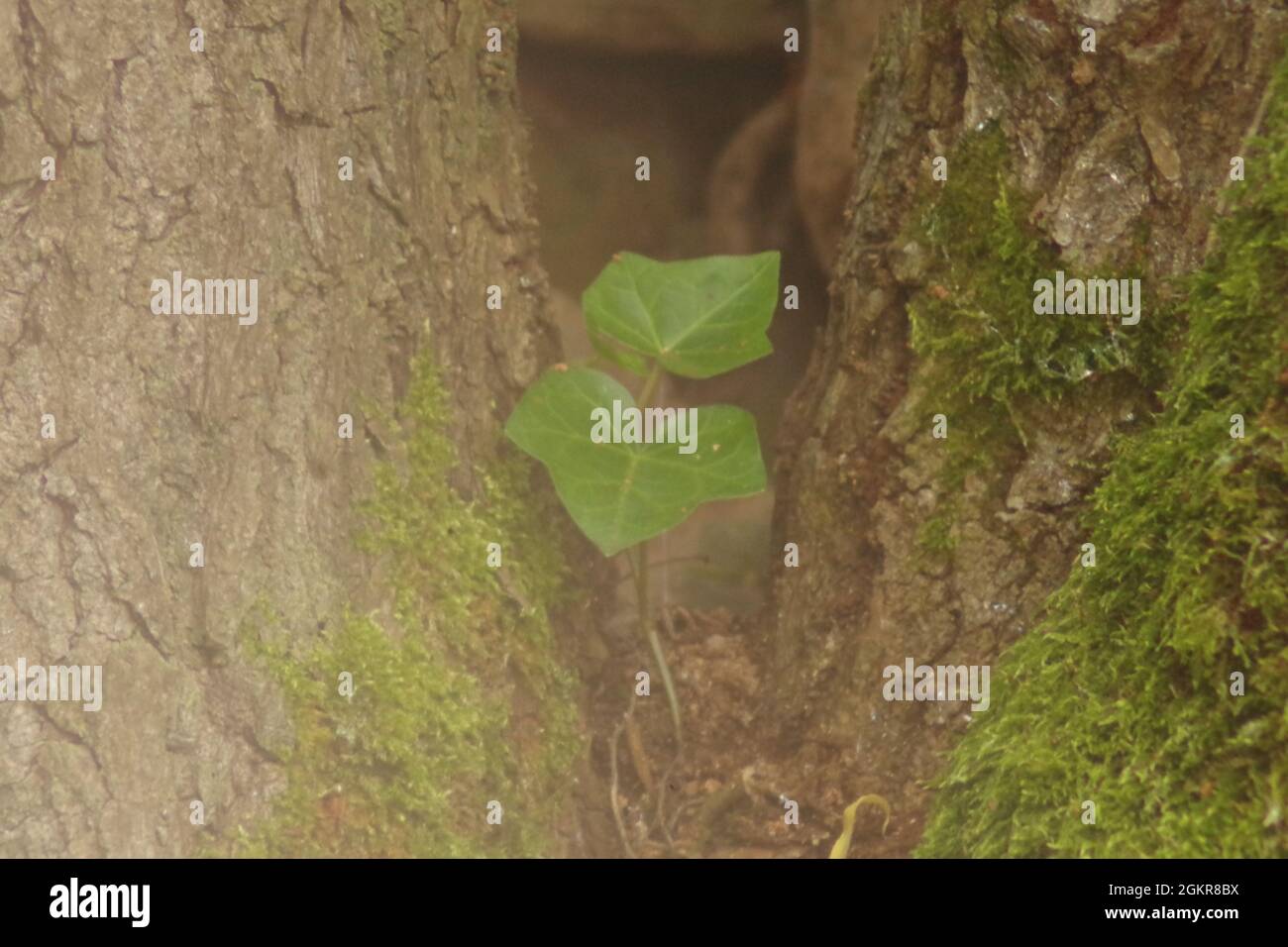 An ivy leaf on a dividing tree trunk Stock Photo - Alamy