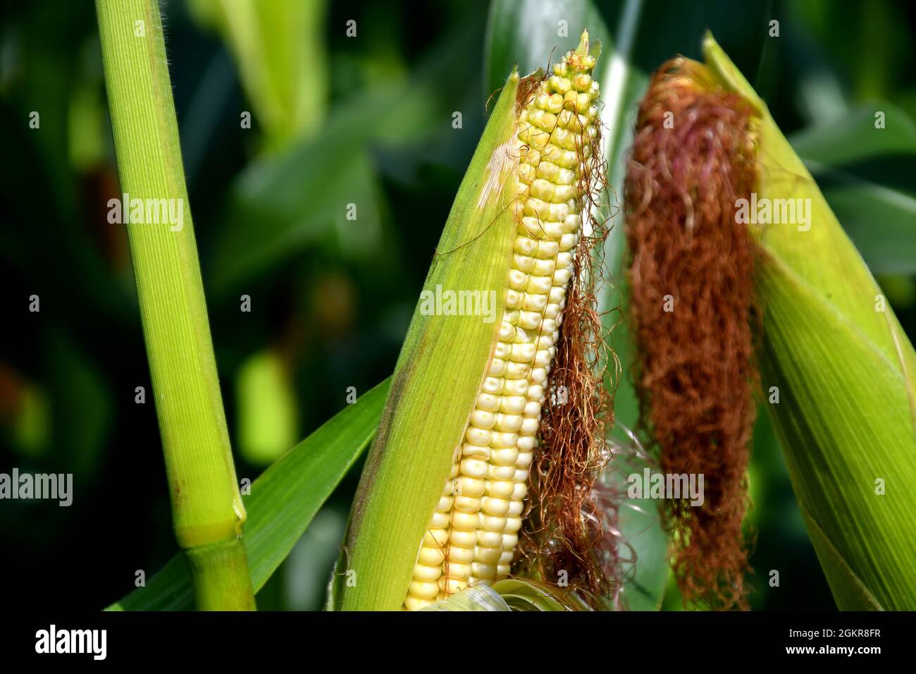 Unripe corn hi-res stock photography and images - Alamy