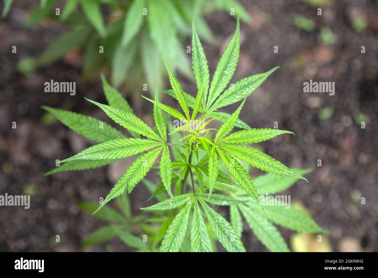 Small potted cannabis plant hi-res stock photography and images - Alamy