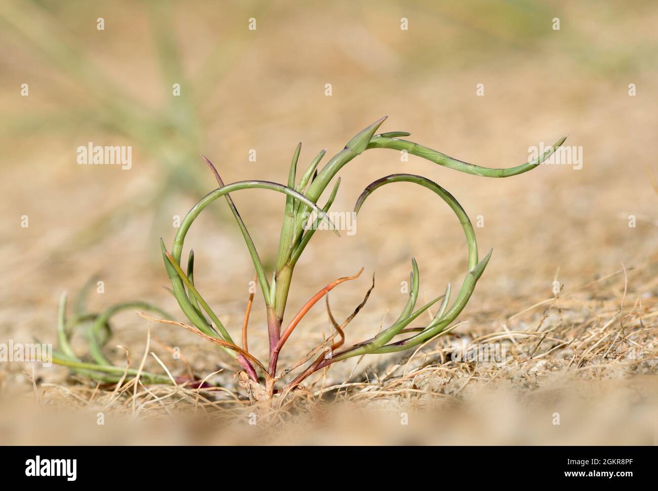 Curved Hard-grass - Parapholis incurva Stock Photo - Alamy