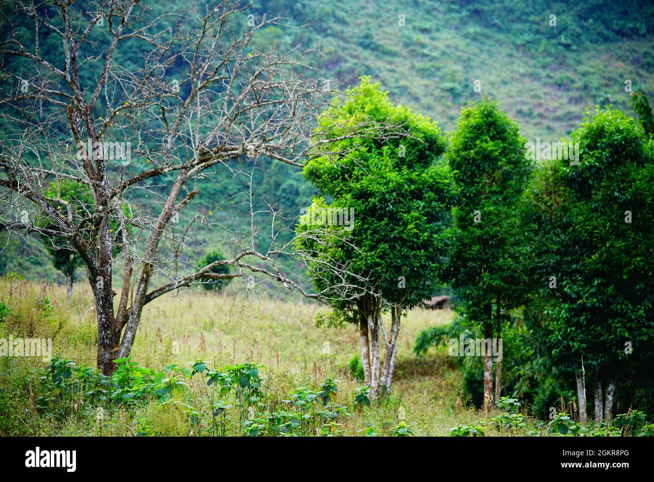 Tua Chua giant tea tree in Dien Bien province northern Vietnam Stock ...