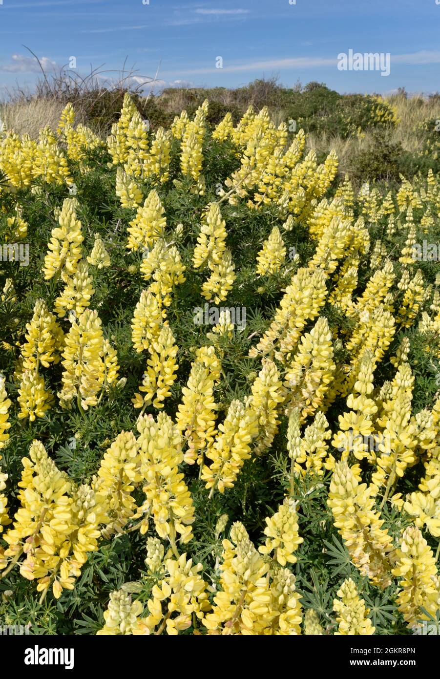 Tree Lupin - Lupinus arboreus Stock Photo - Alamy