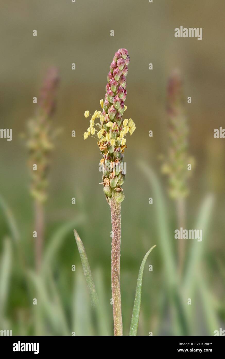 Sea Plantain - Plantago maritima Stock Photo - Alamy