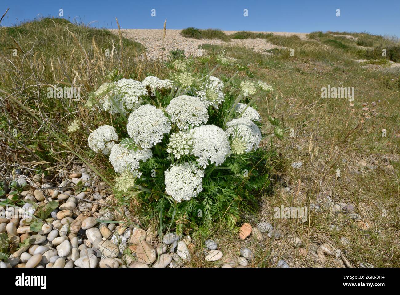 Sea Carrot - Daucus carota ssp. gummifer Stock Photo - Alamy