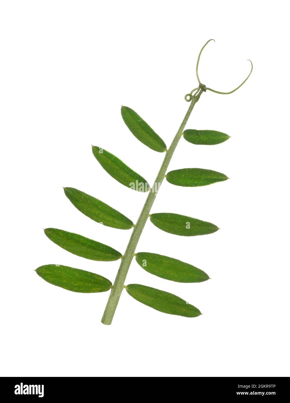 Yellow vetch hi-res stock photography and images - Alamy