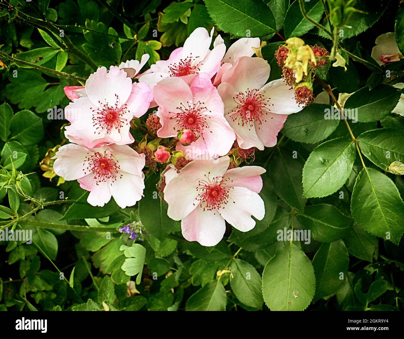 Bunch of rosa canina (dog rose) flowers on the climbing plant Stock ...