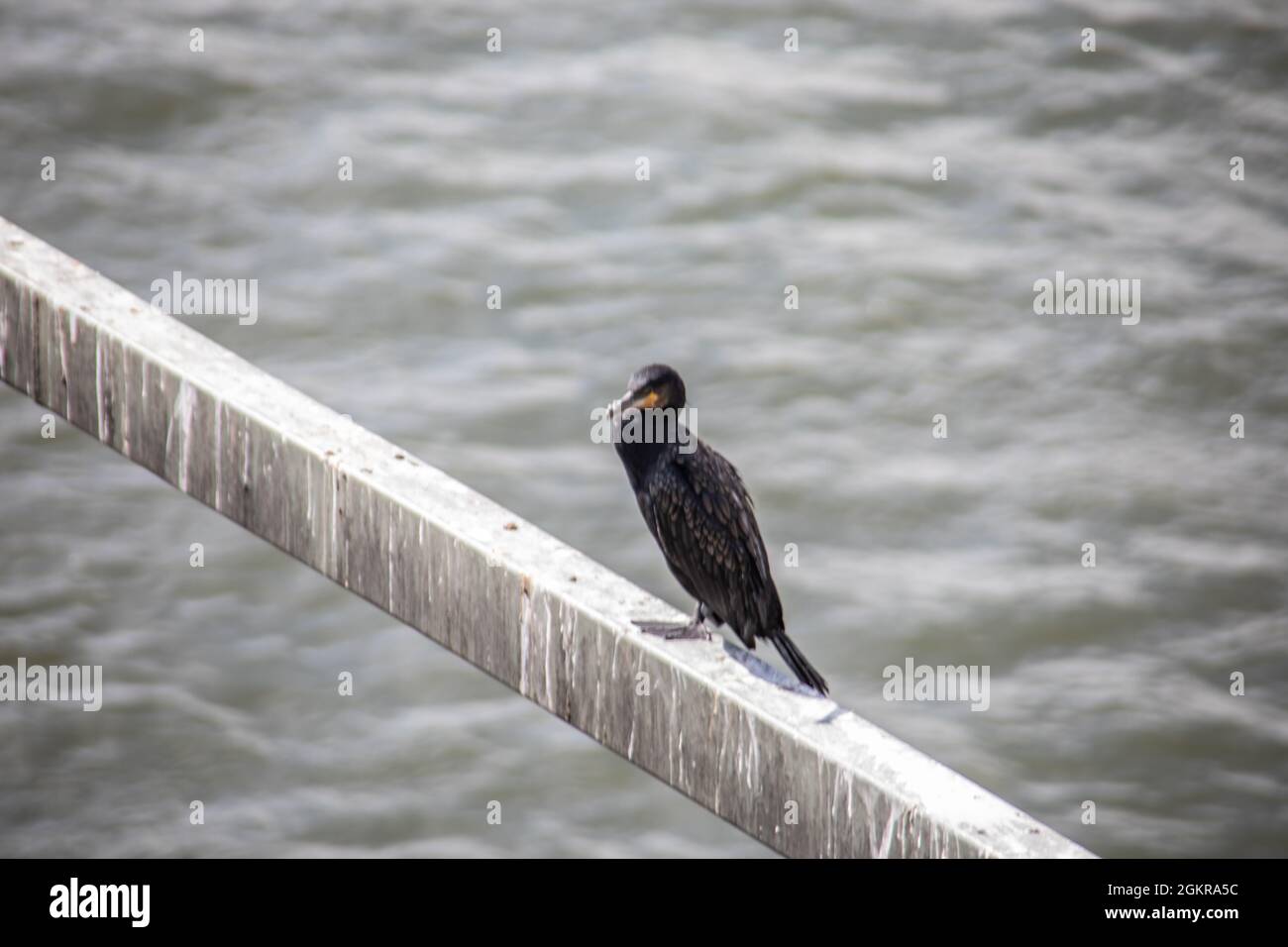 duck shamble on the meadow Stock Photo - Alamy