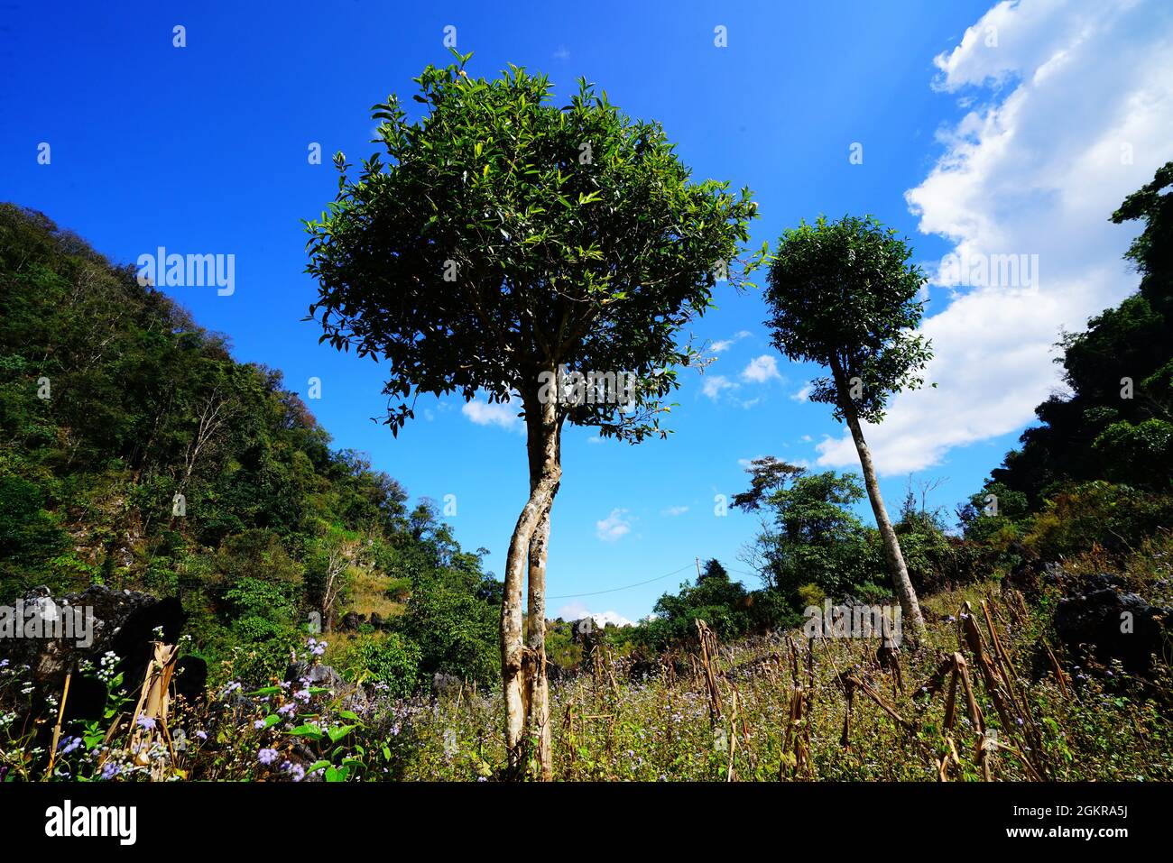 Tua Chua giant tea tree in Dien Bien province northern Vietnam Stock ...