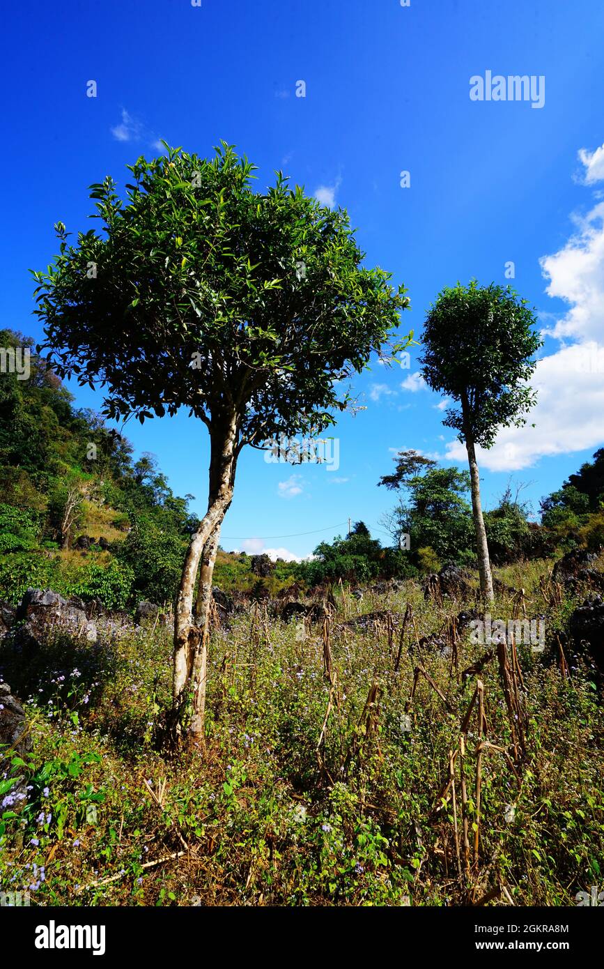 Tua Chua giant tea tree in Dien Bien province northern Vietnam Stock ...