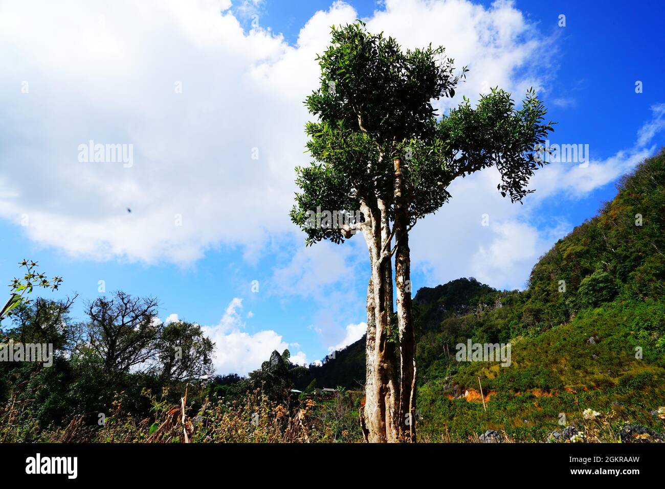 Tua Chua giant tea tree in Dien Bien province northern Vietnam Stock ...
