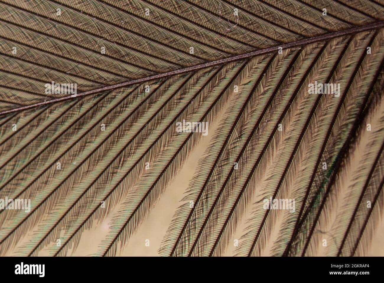 greatly enlarged colorful bird feather with quill Stock Photo - Alamy