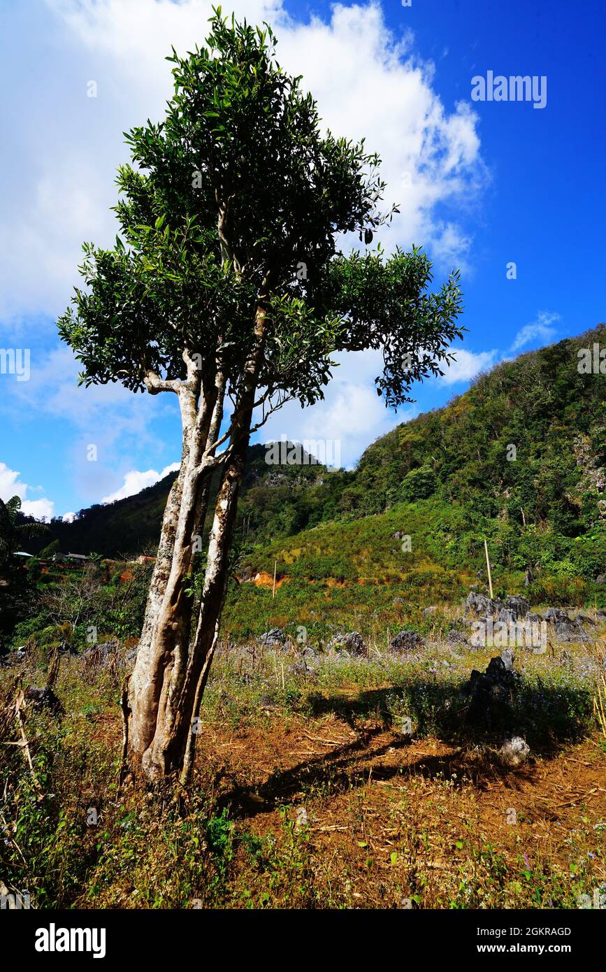 Tua Chua giant tea tree in Dien Bien province northern Vietnam Stock ...