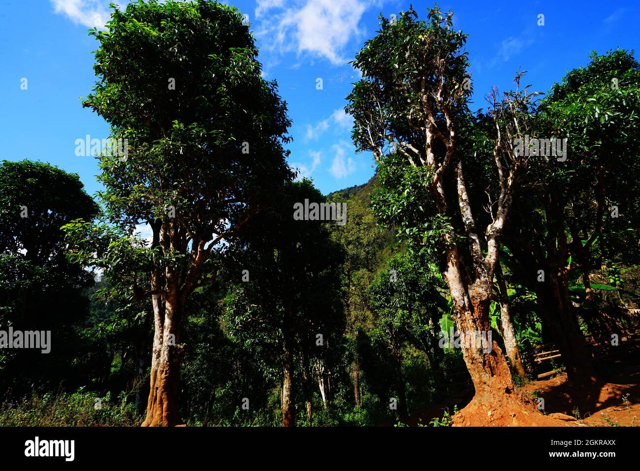 Tua Chua giant tea tree in Dien Bien province northern Vietnam Stock ...