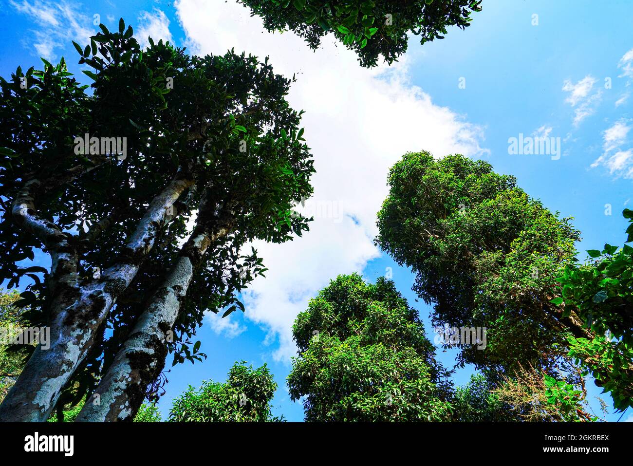 Tua Chua giant tea tree in Dien Bien province northern Vietnam Stock ...
