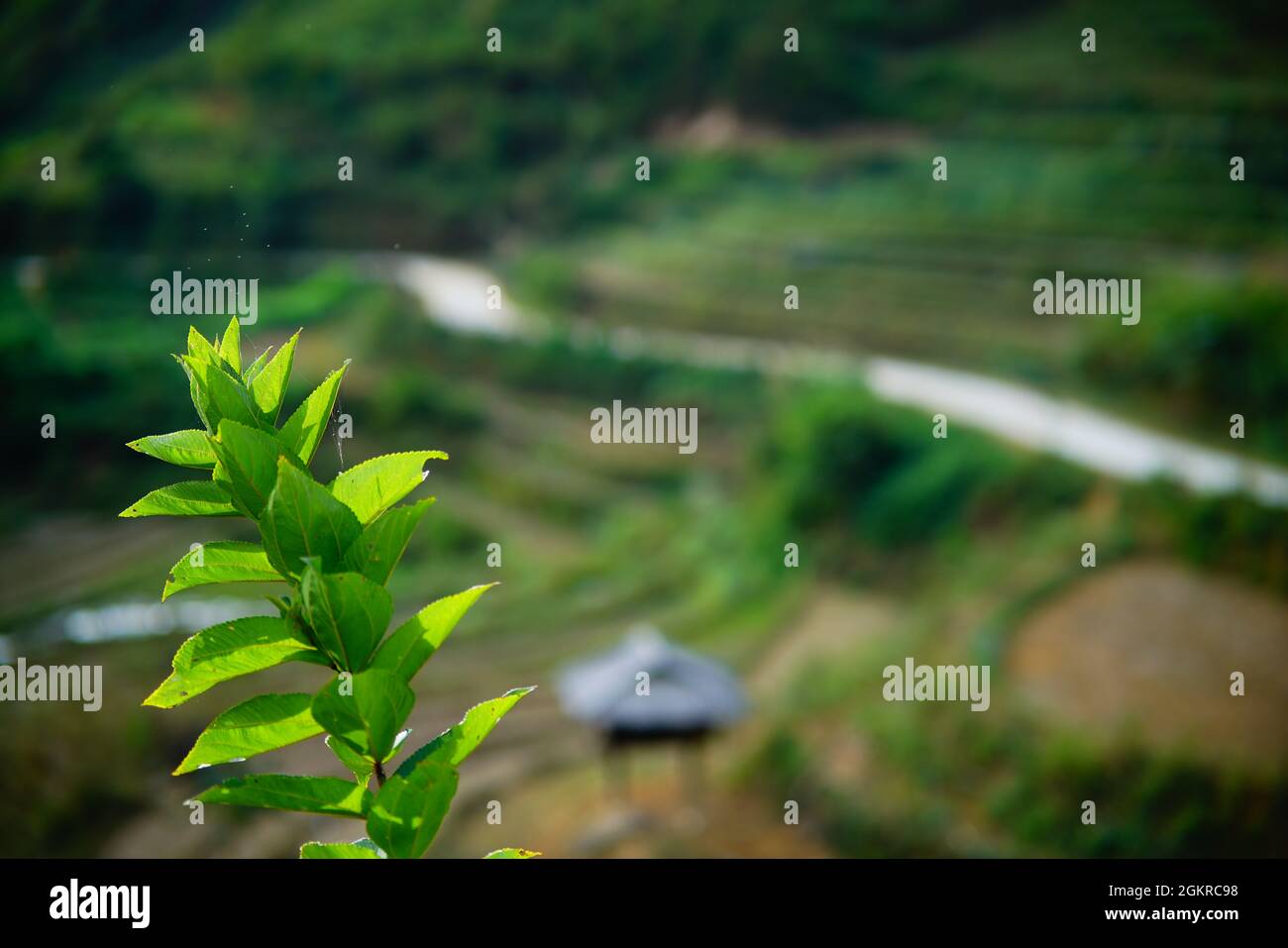 Tua Chua giant tea tree in Dien Bien province northern Vietnam Stock ...